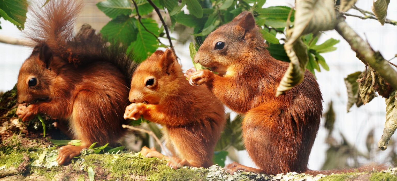 PICTURES: Four beautiful red squirrels born at Longleat Safari Park