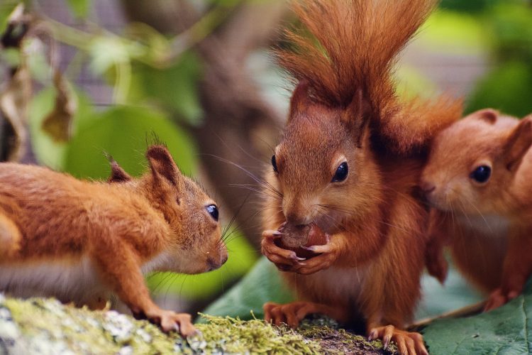 Red Squirrel