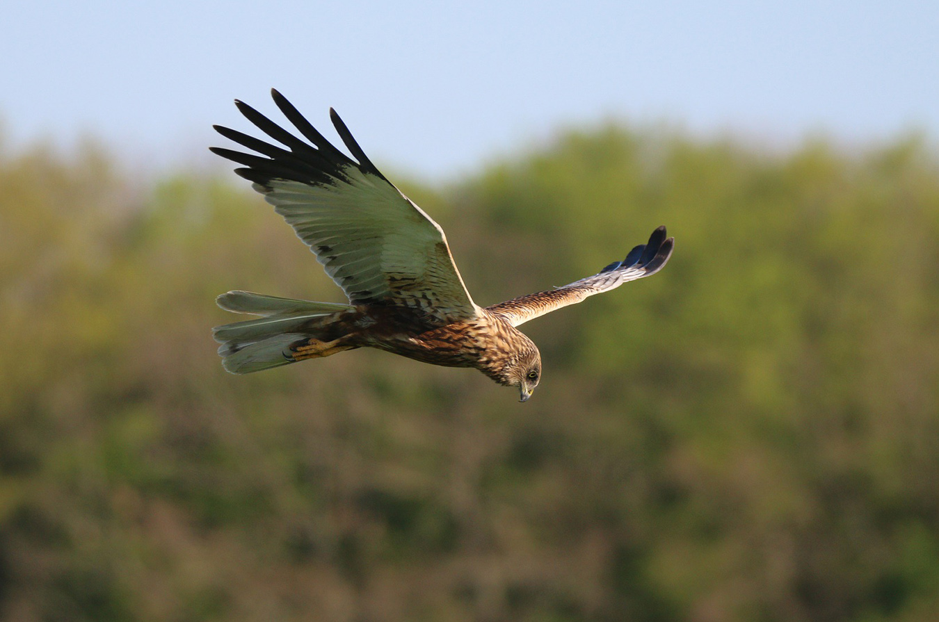 Scarce birds of prey successfully rear two chicks at Cotswold Water Park