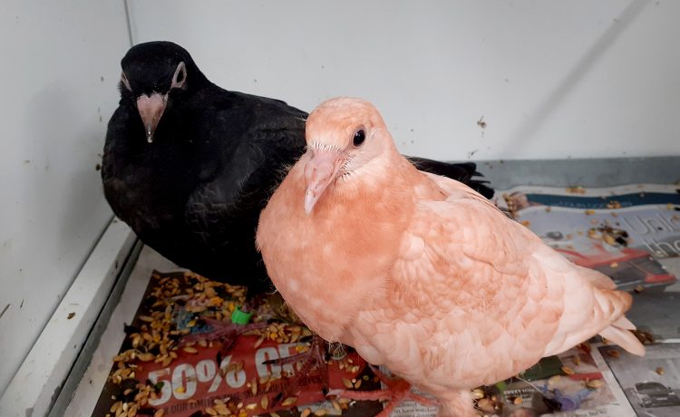 Dove turns terracotta pink after tumbling into pigment powder at ...