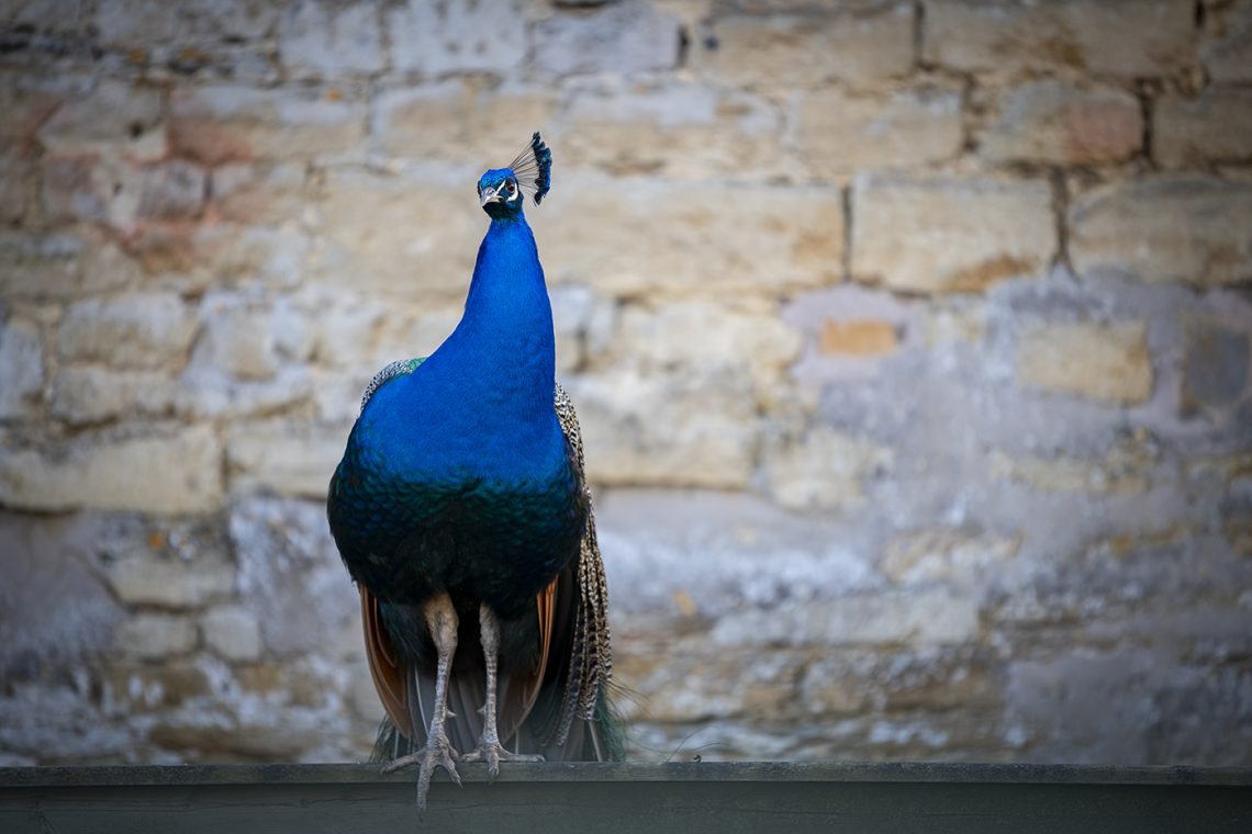 Angry peacock reportedly attacks car and causes ‘bad’ damage in Corsham