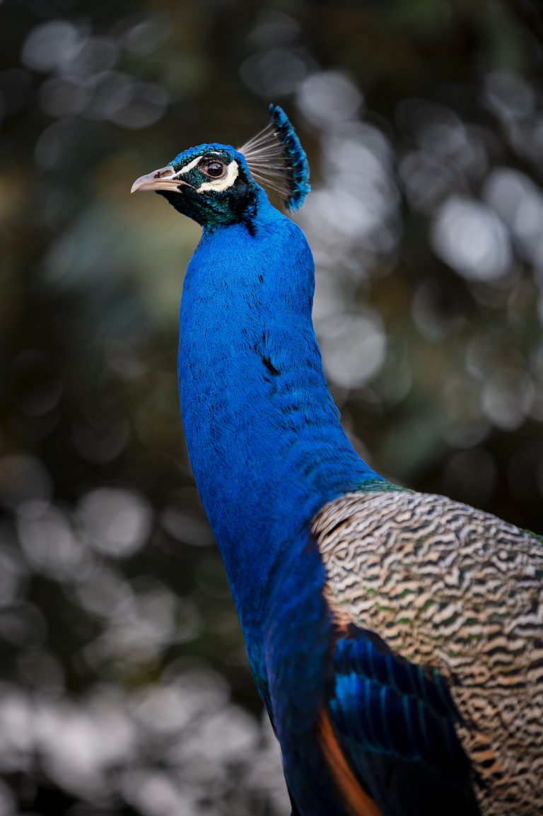 Angry peacock reportedly attacks car and causes ‘bad’ damage in Corsham