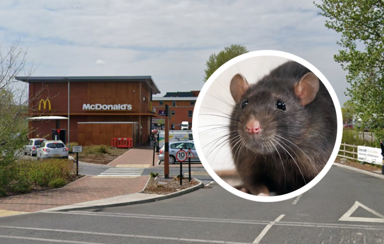 McRatty: Woman attacked by rat while dining at McDonald's restaurant in ...