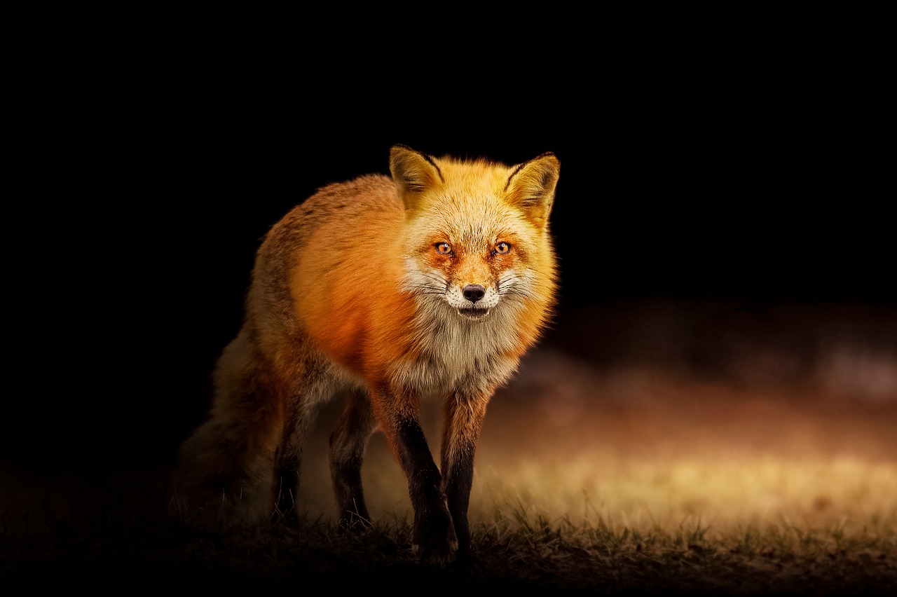 Wiltshire Police urge public to report suspected fox hunting on 999