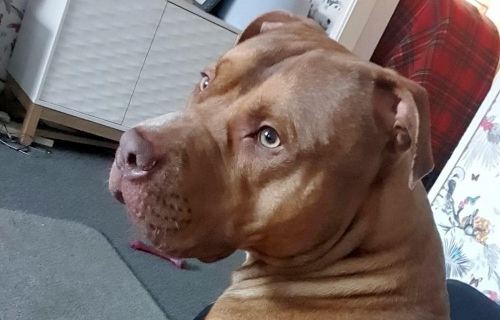 Court gives pit bull last chance to live after biting stranger - but ...