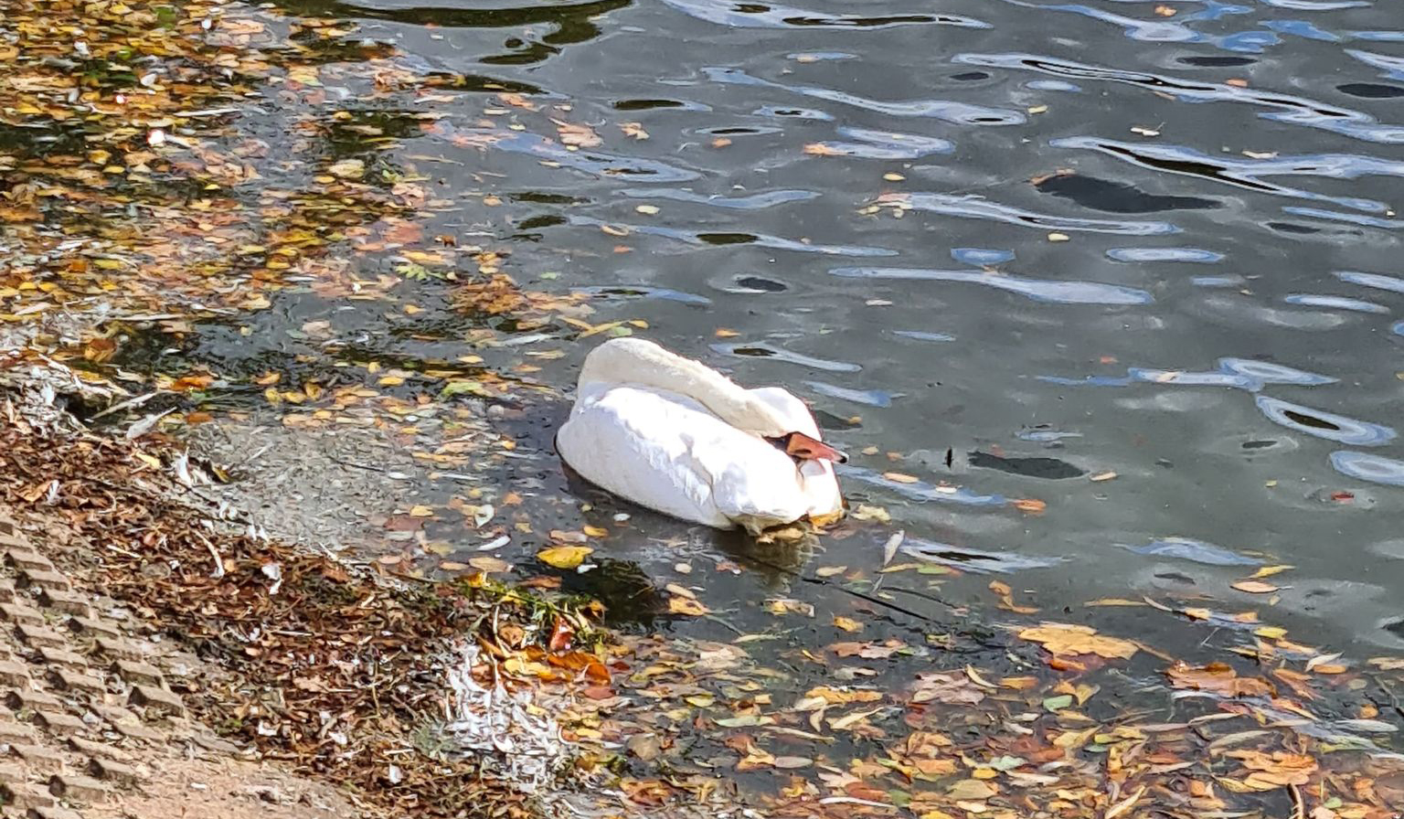 Dead swan pictured as bird flu outbreak spreads to south Wiltshire