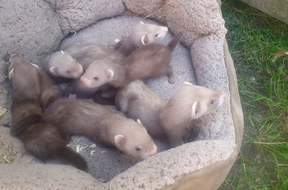 Police launch investigation after ferrets stolen from back garden in ...