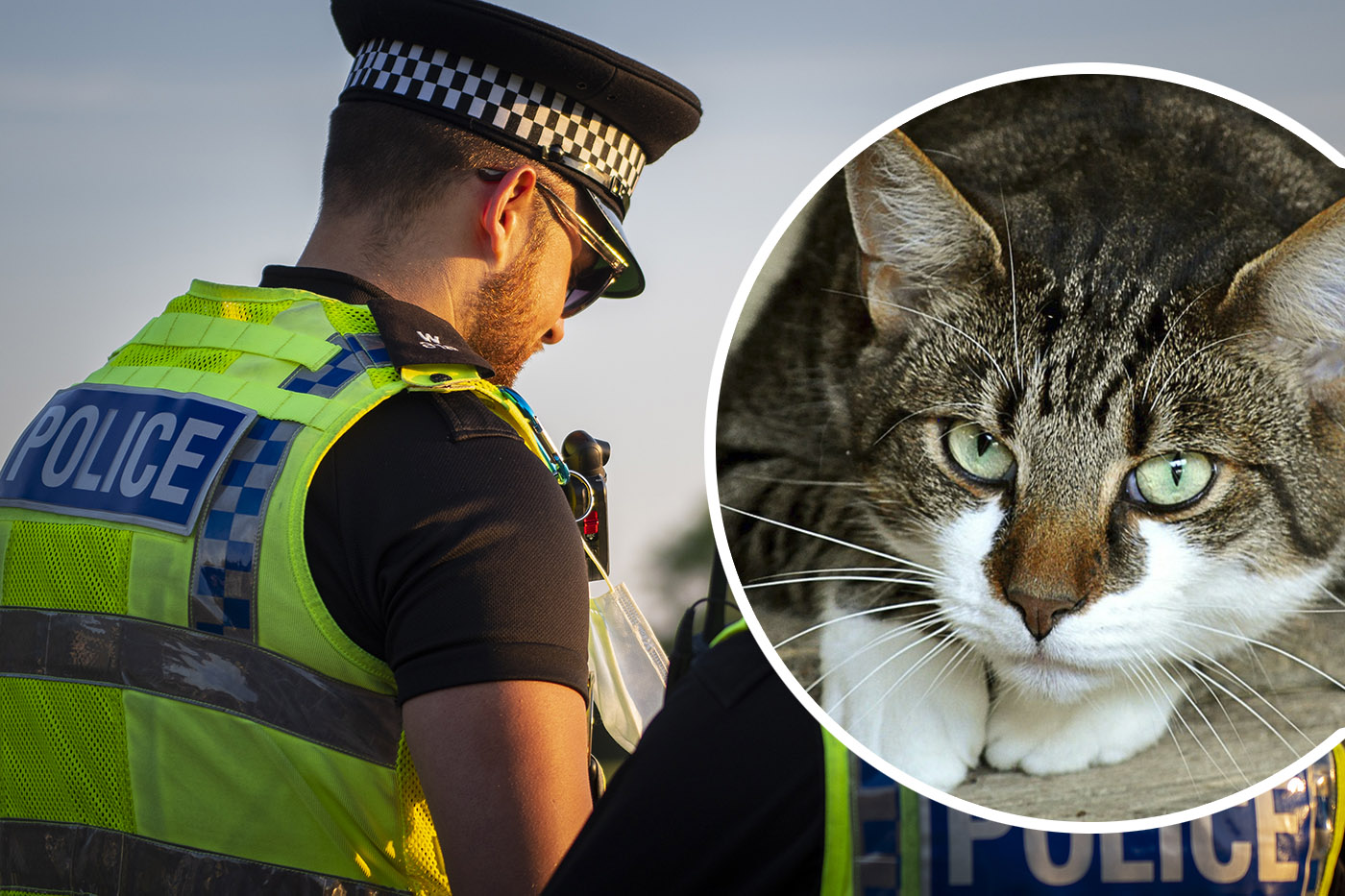 Duo 'stealing cats off the street' sighted in Swindon and Chippenham