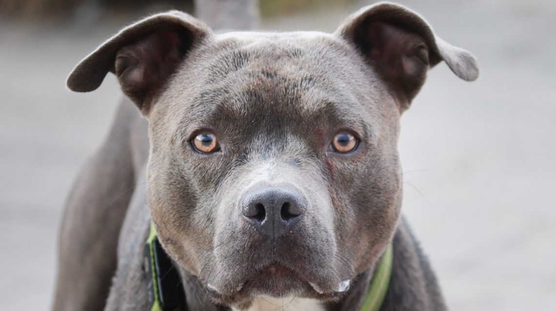 Woman bitten after her dog is attacked by three 'pit bulls' in Swindon