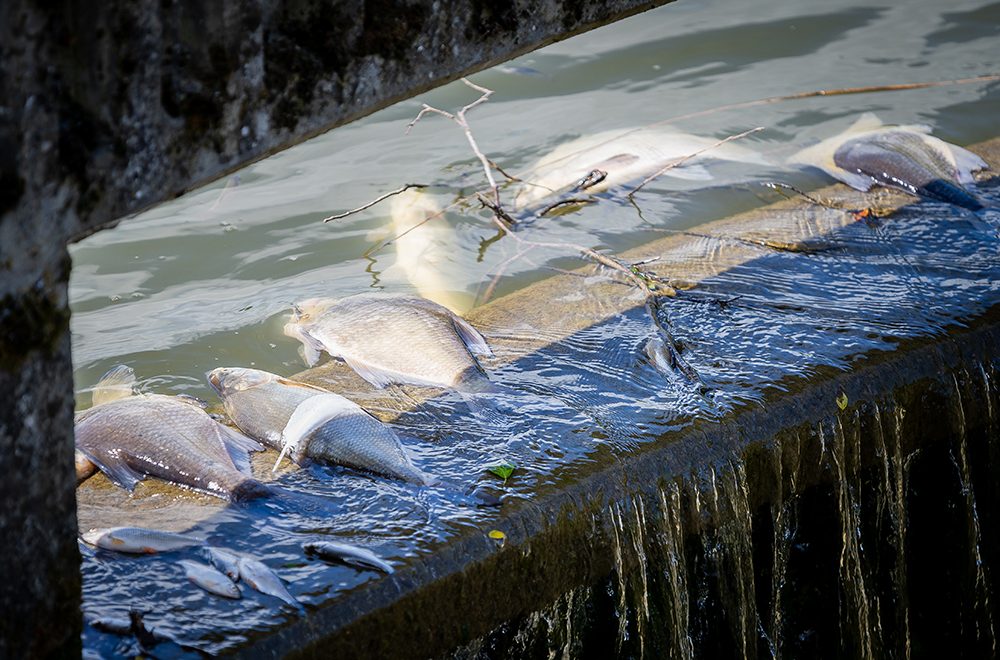 Horror as hundreds of fish discovered DEAD in popular Swindon lake