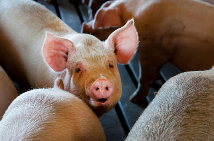 Wiltshire butcher cuts ties with 'despicable' local pig farmer