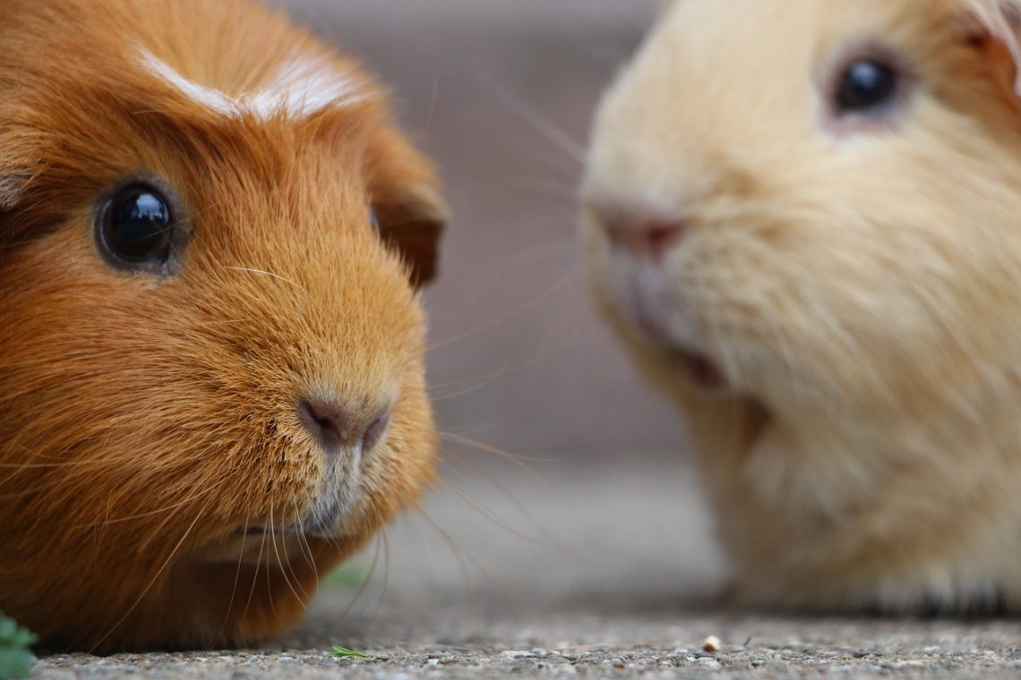 Pets at Home stop sale of guinea pigs over deadly infection fears