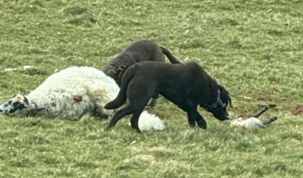 Dogs 'rip lamb out of pregnant sheep' in Wiltshire attack