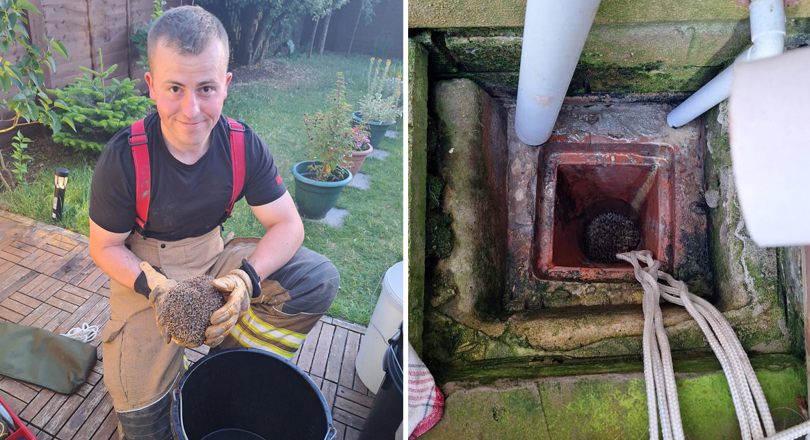 Firefighters rescue chunky hedgehog from drain pipe in Faringdon