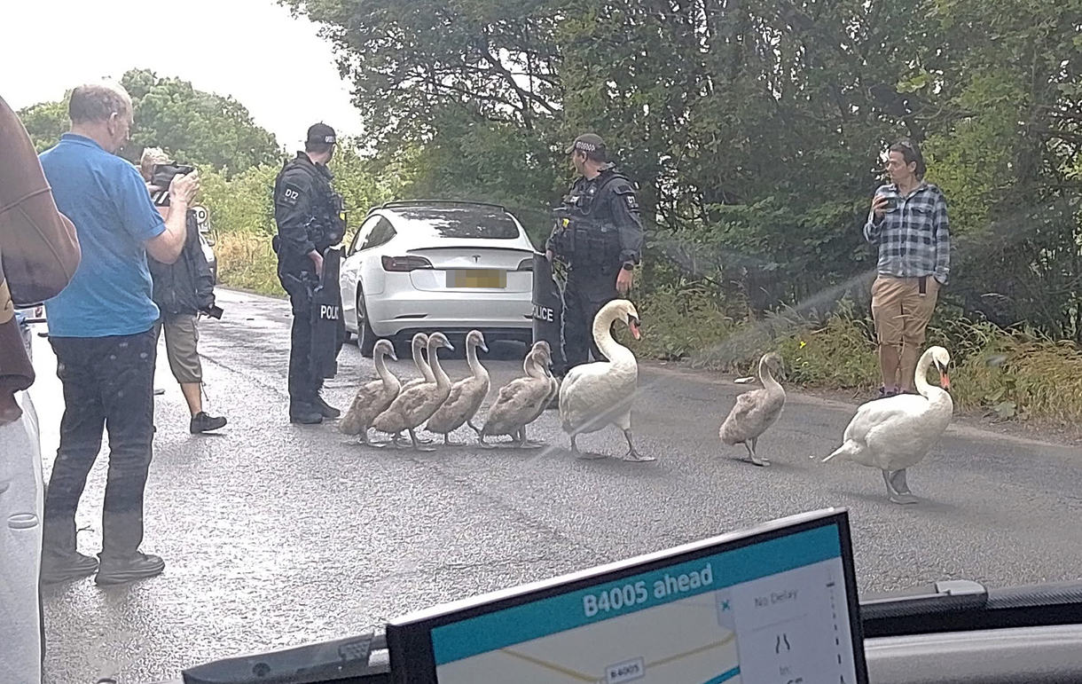 Family of swans moved out of Wiltshire road by armed police