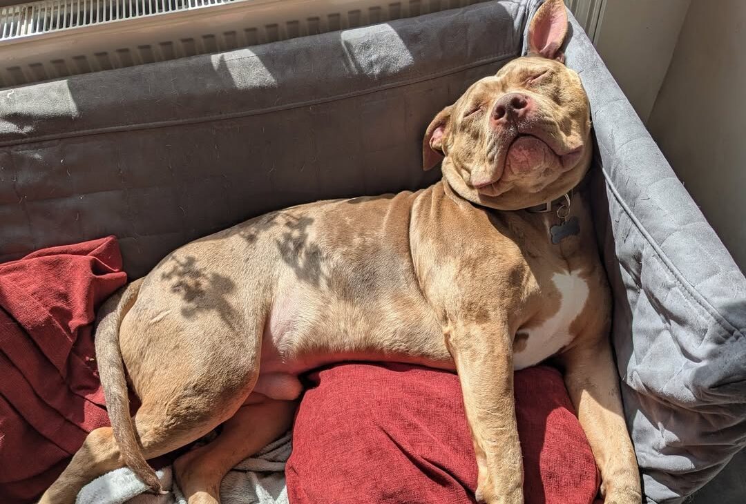 RSPCA urges change to dog laws as XL Bully ban ‘failing’ UK