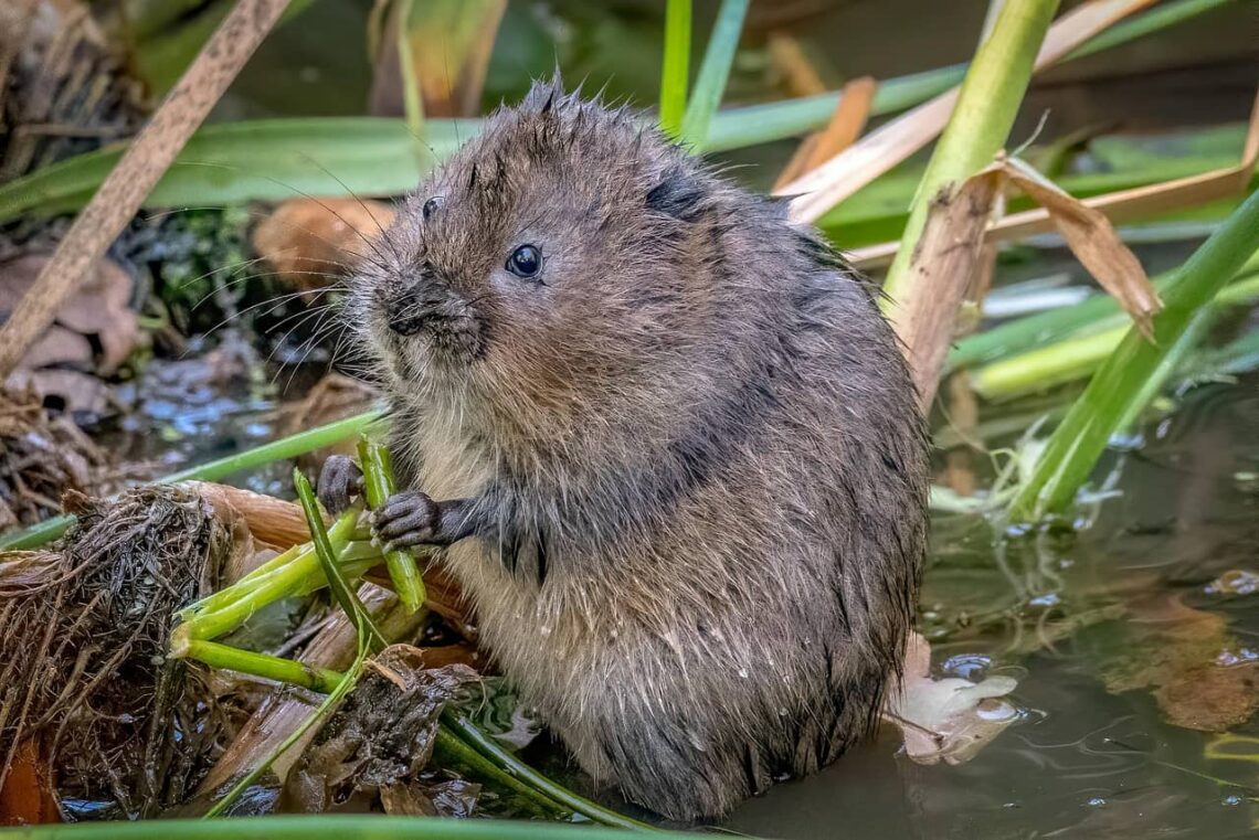 Firms avoid prosecution for destroying water vole home in Lechlade
