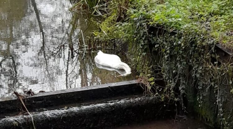Dead swan found on Wiltshire river - residents say they keep dying