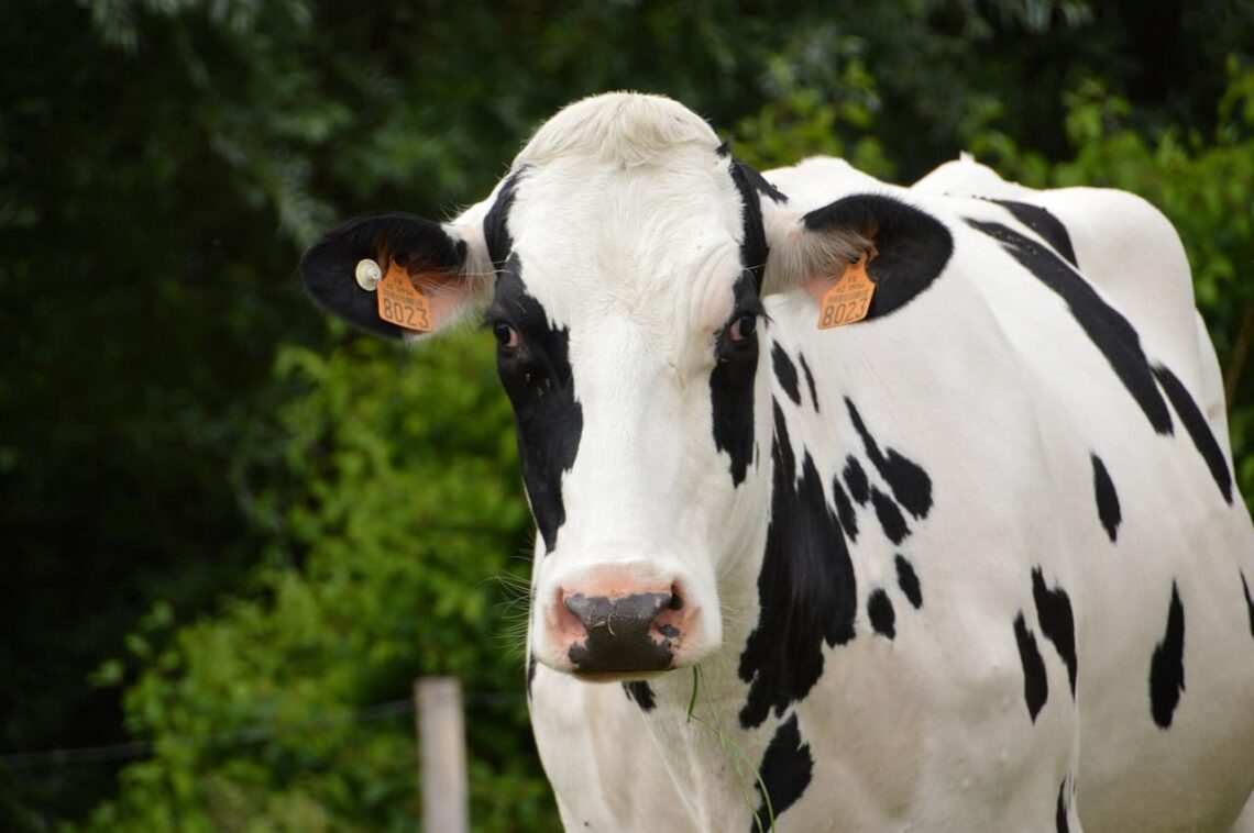 Urgent warning after loose cow spotted on A361 near Trowbridge
