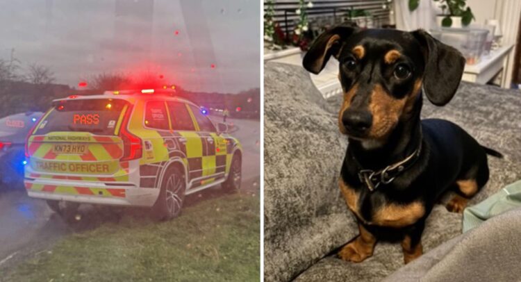 'Spooked' dog who shut down M4 near Chippenham still missing